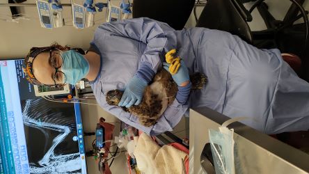 North Carolina Regional Wildlife Medicine Symposium at Lees-McRae College